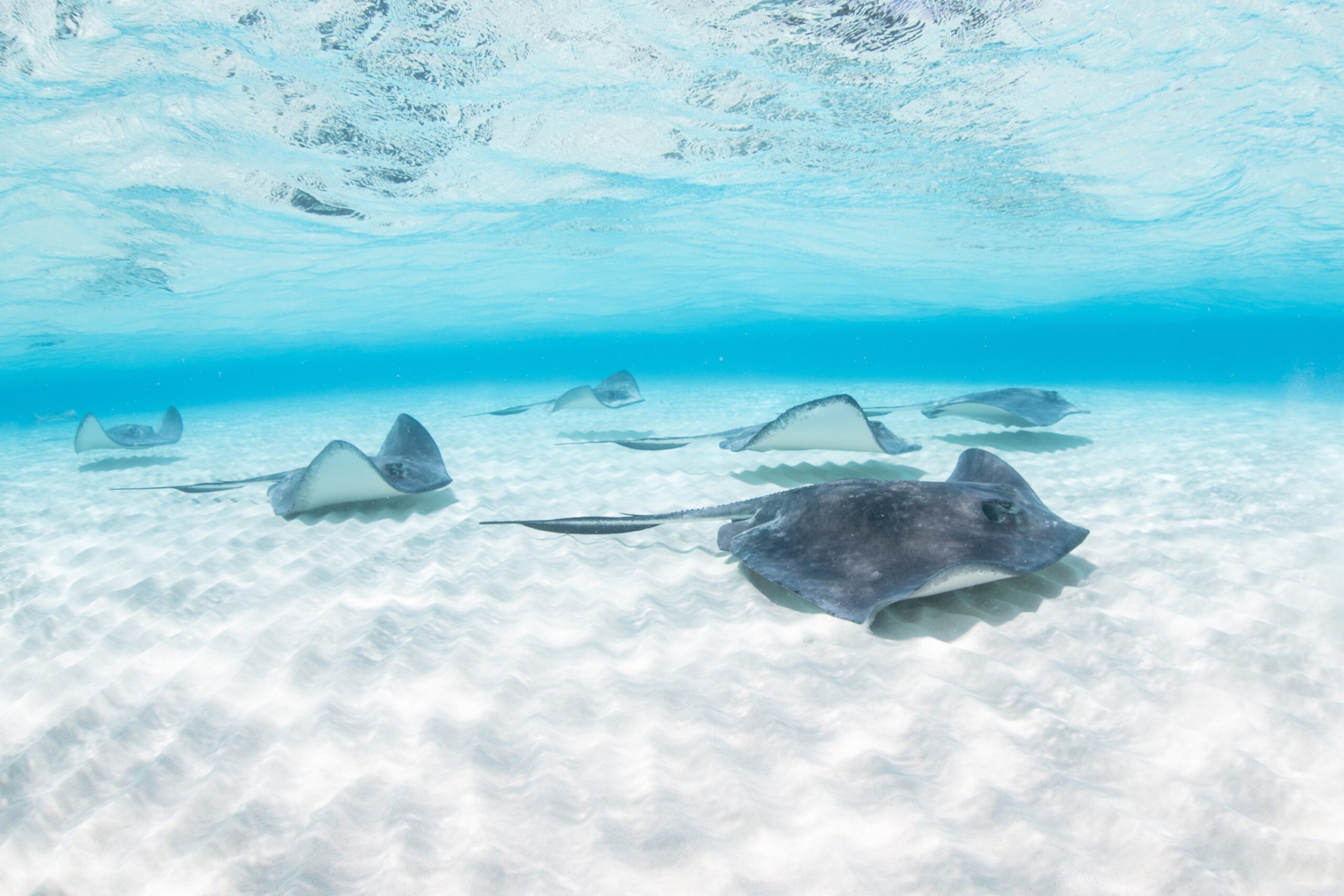 The Top Questions About Stingray City, Grand Cayman